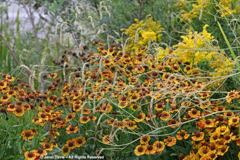 Dutch Master: Piet’s Garden at the TBG - The New Perennialist