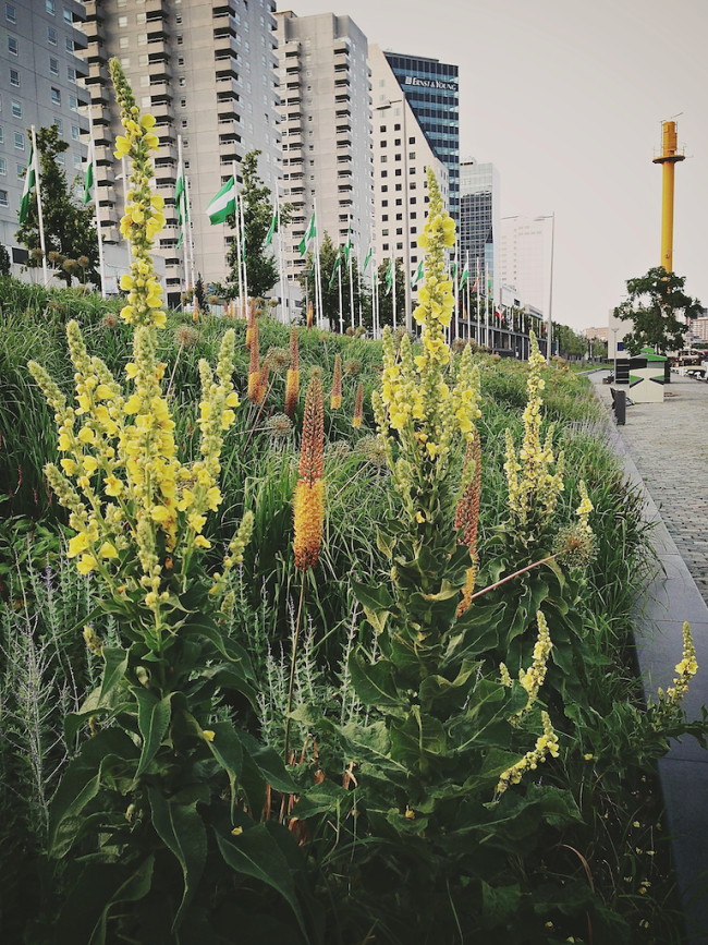 Netherlanders III: The Oudolf Effect - The New Perennialist