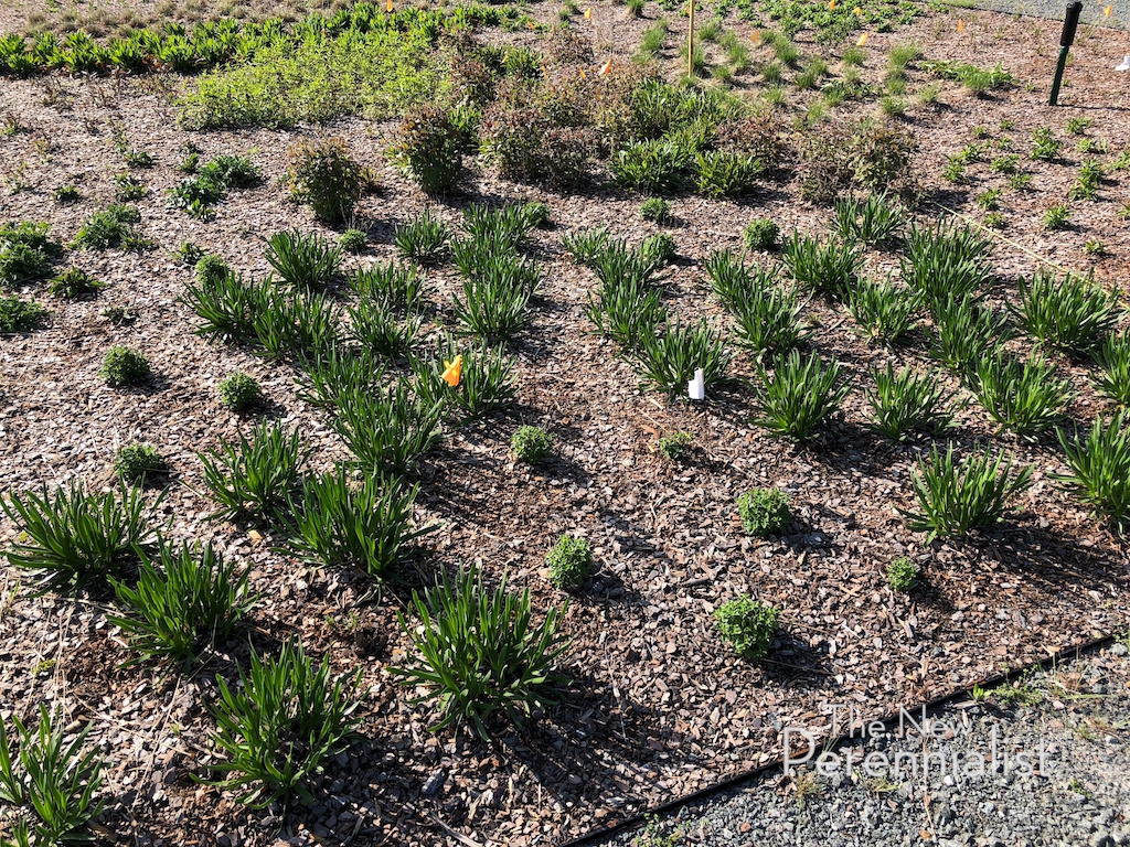 The Red Trowel: A Journey with Piet Oudolf & Friends - The New Perennialist