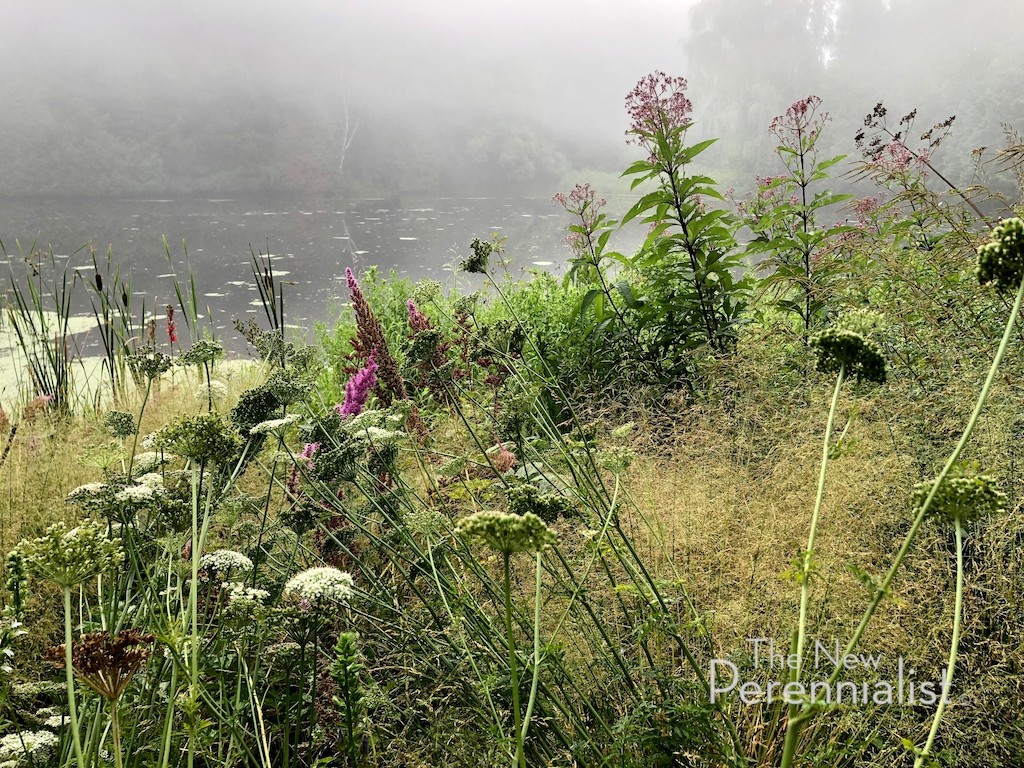 Fogbound: Inside the Veiled Garden - The New Perennialist