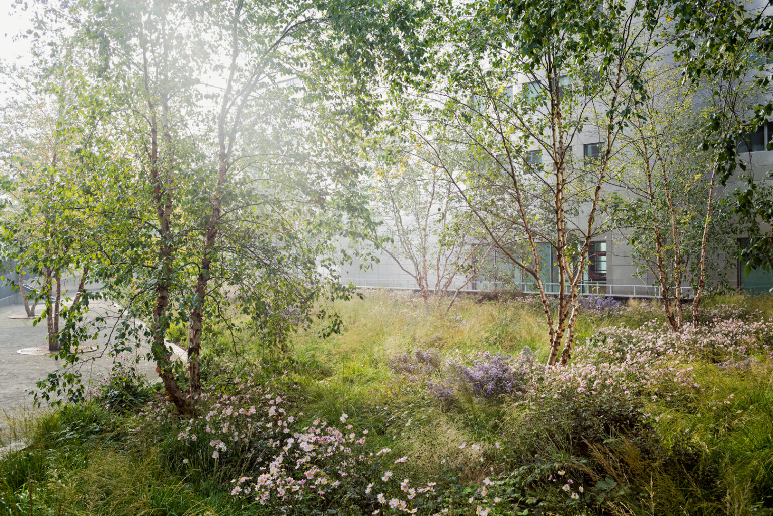 Piet Oudolf At Work: A Conversation - The New Perennialist