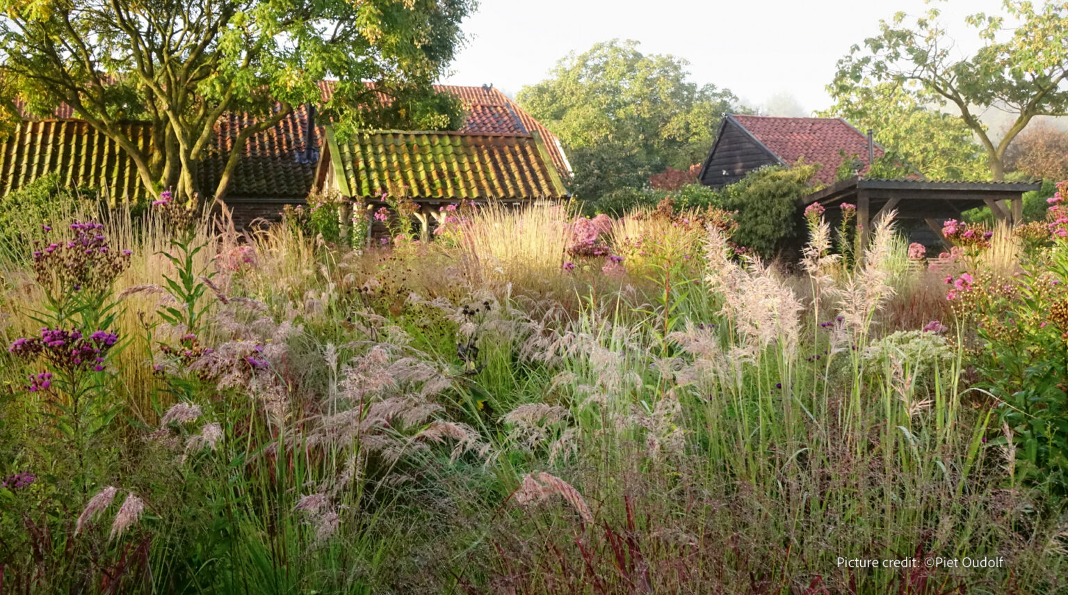 The New Perennialist - Explorations in Naturalistic Planting Design