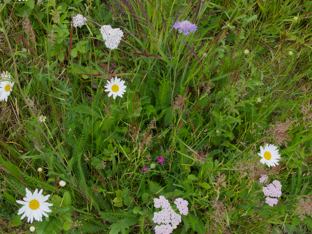 Bringing Hummelo Home | The New Perennialist