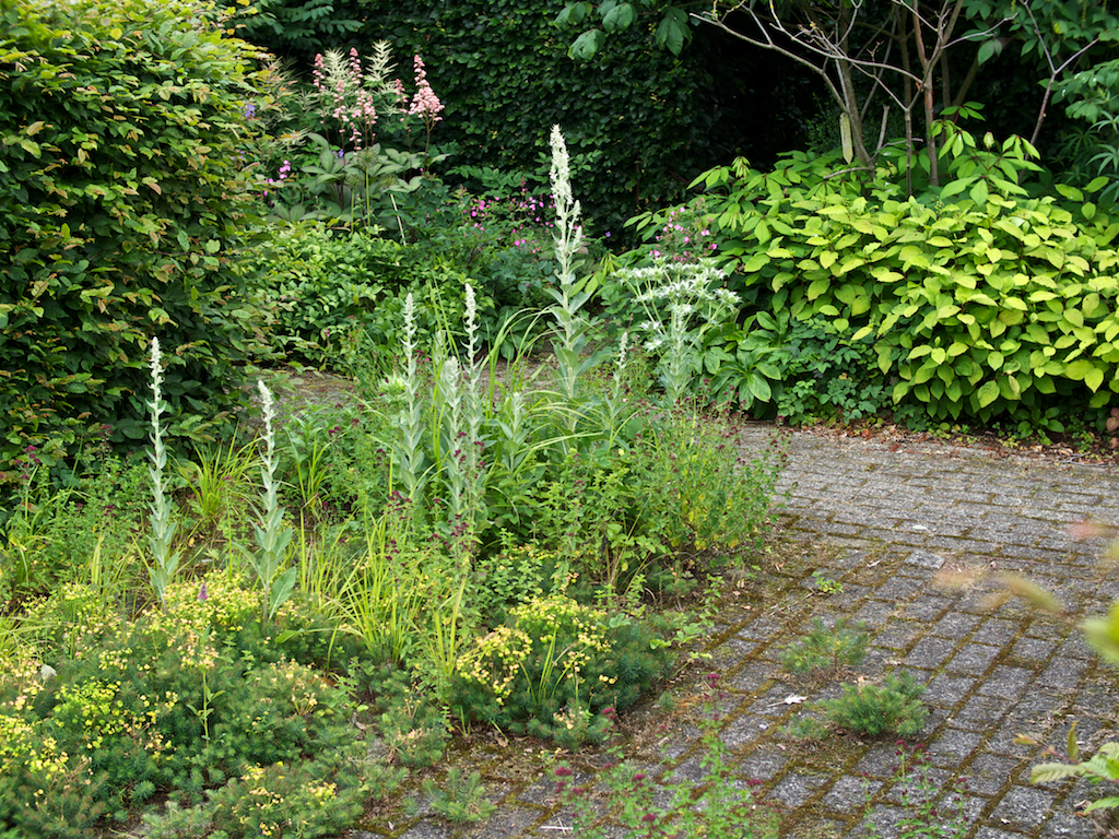 Bringing Hummelo Home | The New Perennialist