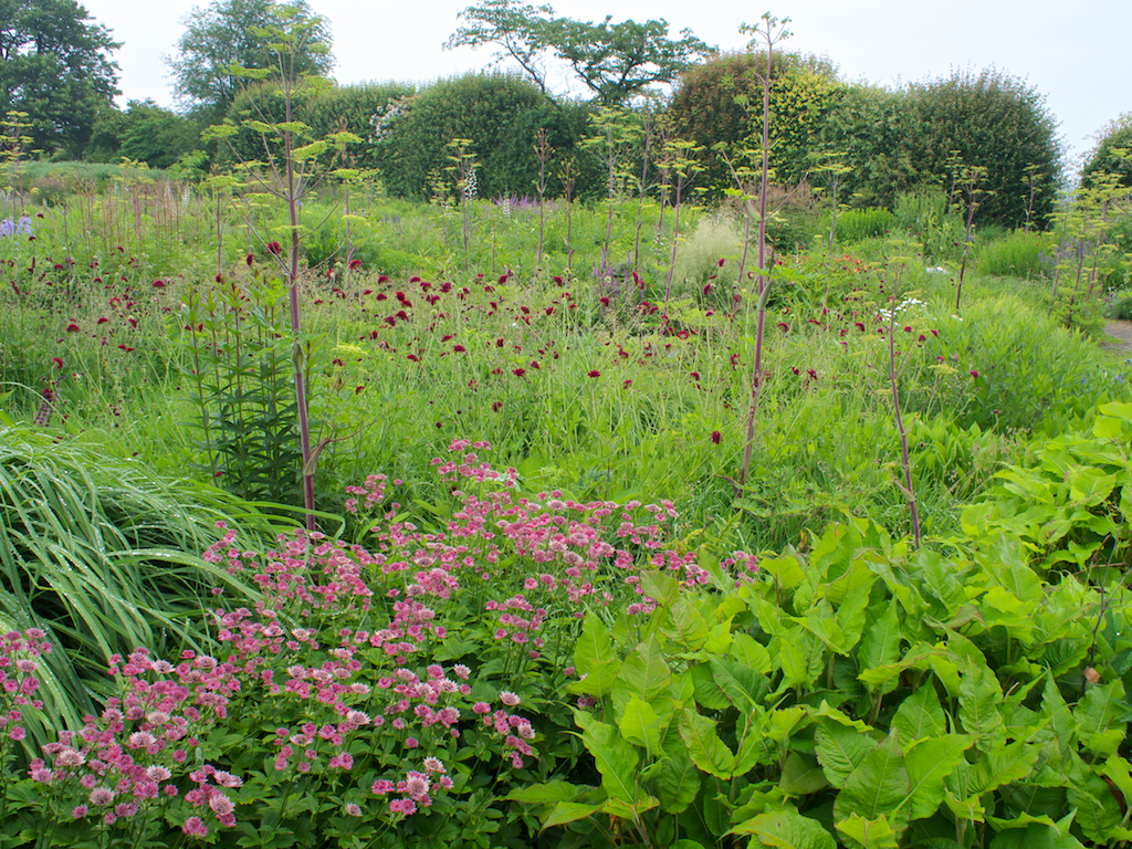 Bringing Hummelo Home | The New Perennialist